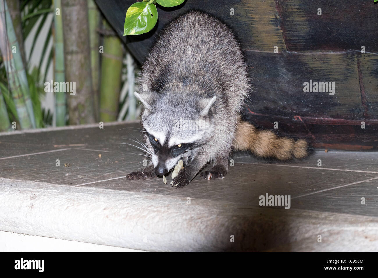 Cuzumel Raccoon wild in Mexico Stock Photo - Alamy