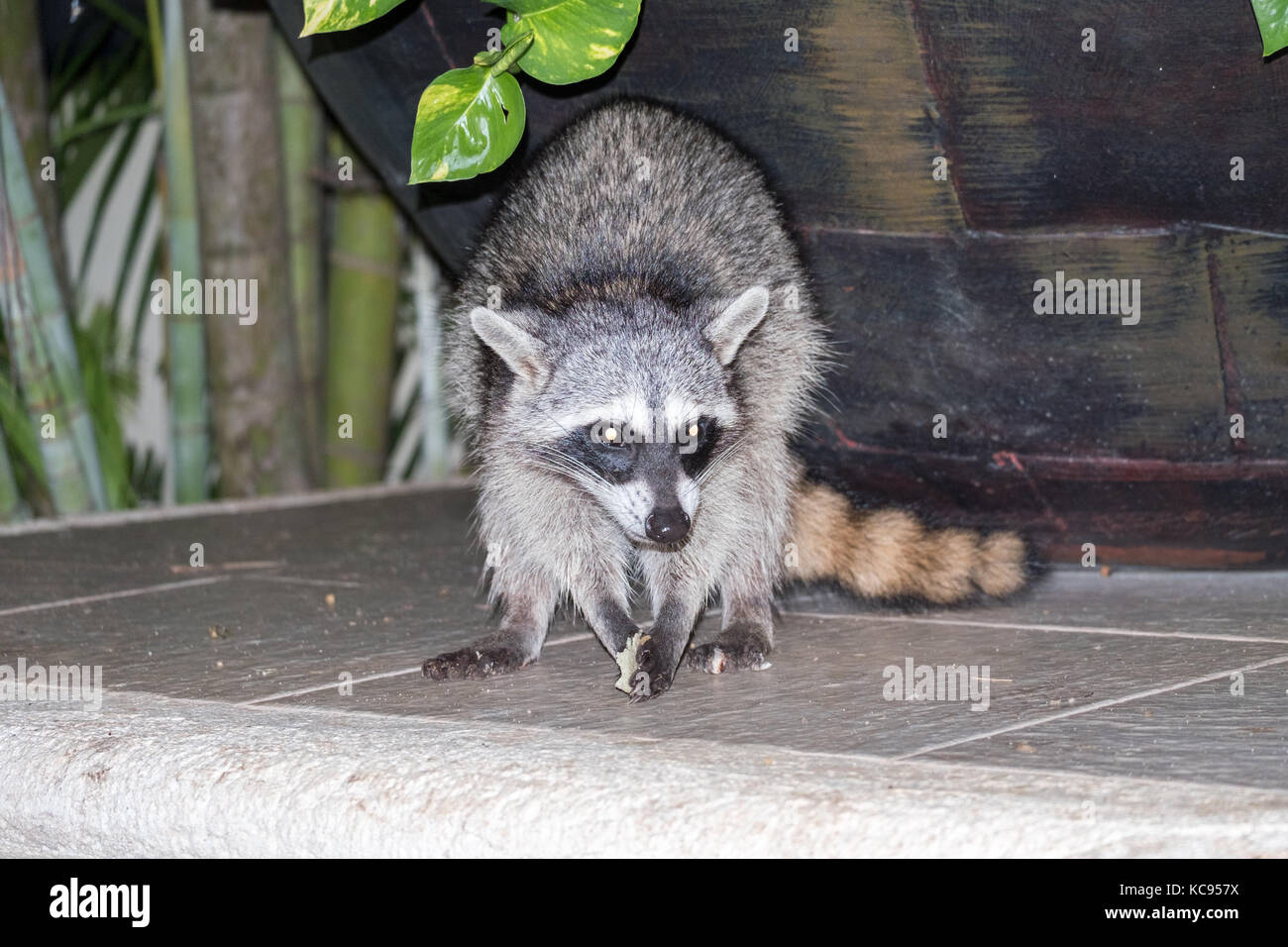 Cuzumel Raccoon wild in Mexico Stock Photo - Alamy