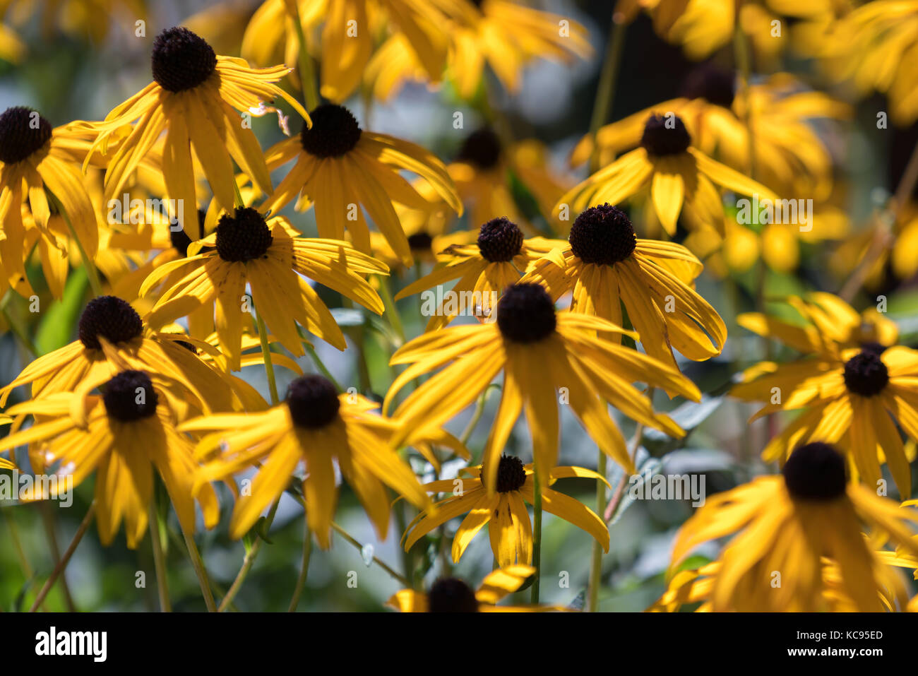 Black-eyed Susan Flowers in Hallstatt Austria Stock Photo - Alamy