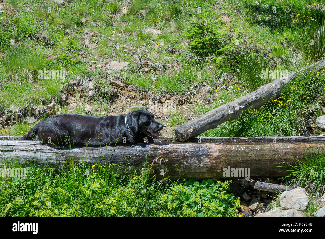 Black labrador retriever in the grass hi-res stock photography and ...