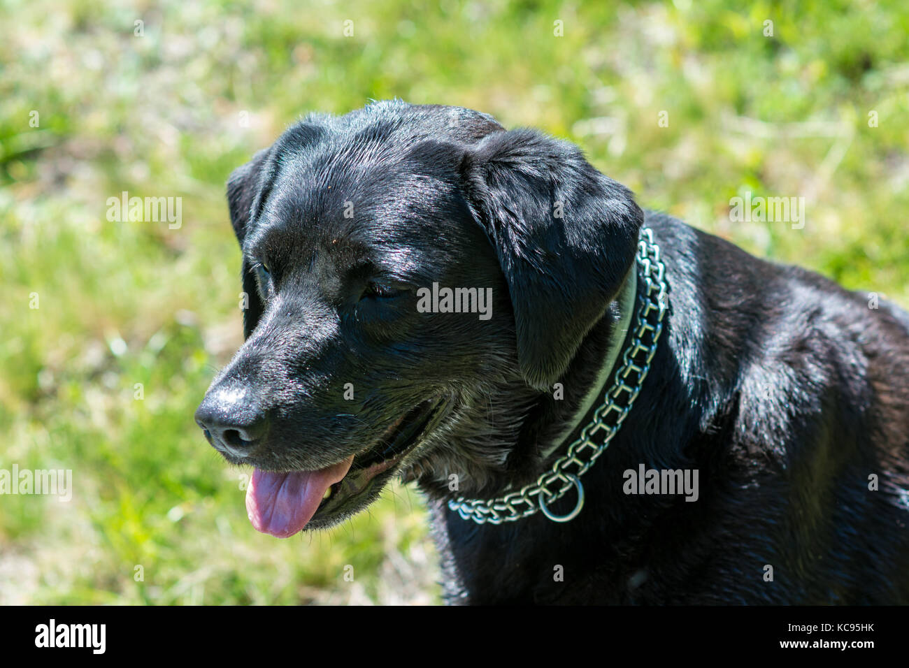 Black Labrador retriever dog portrait. Beautiful big dog Stock Photo ...