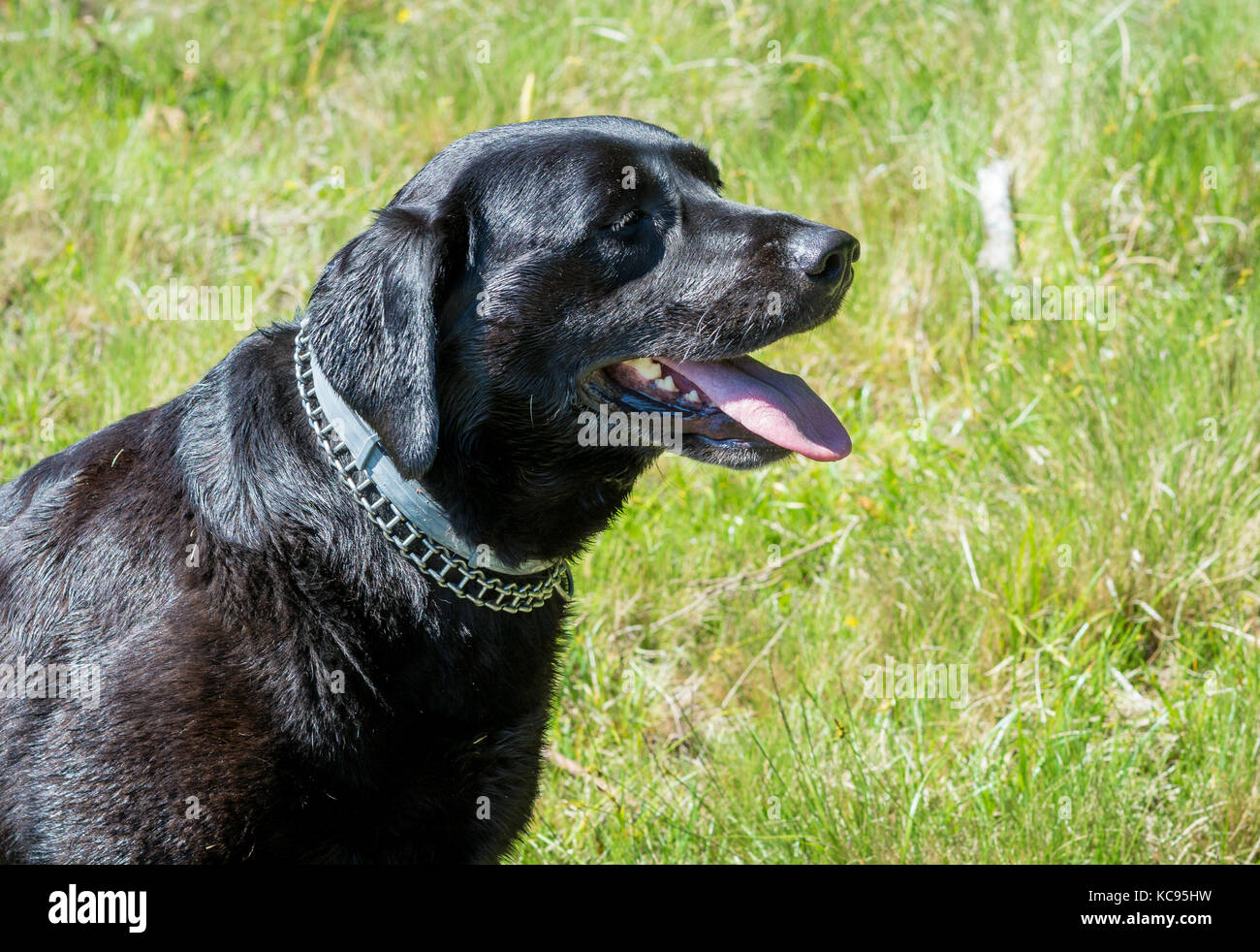 Are Labrador Retrievers Big Dogs