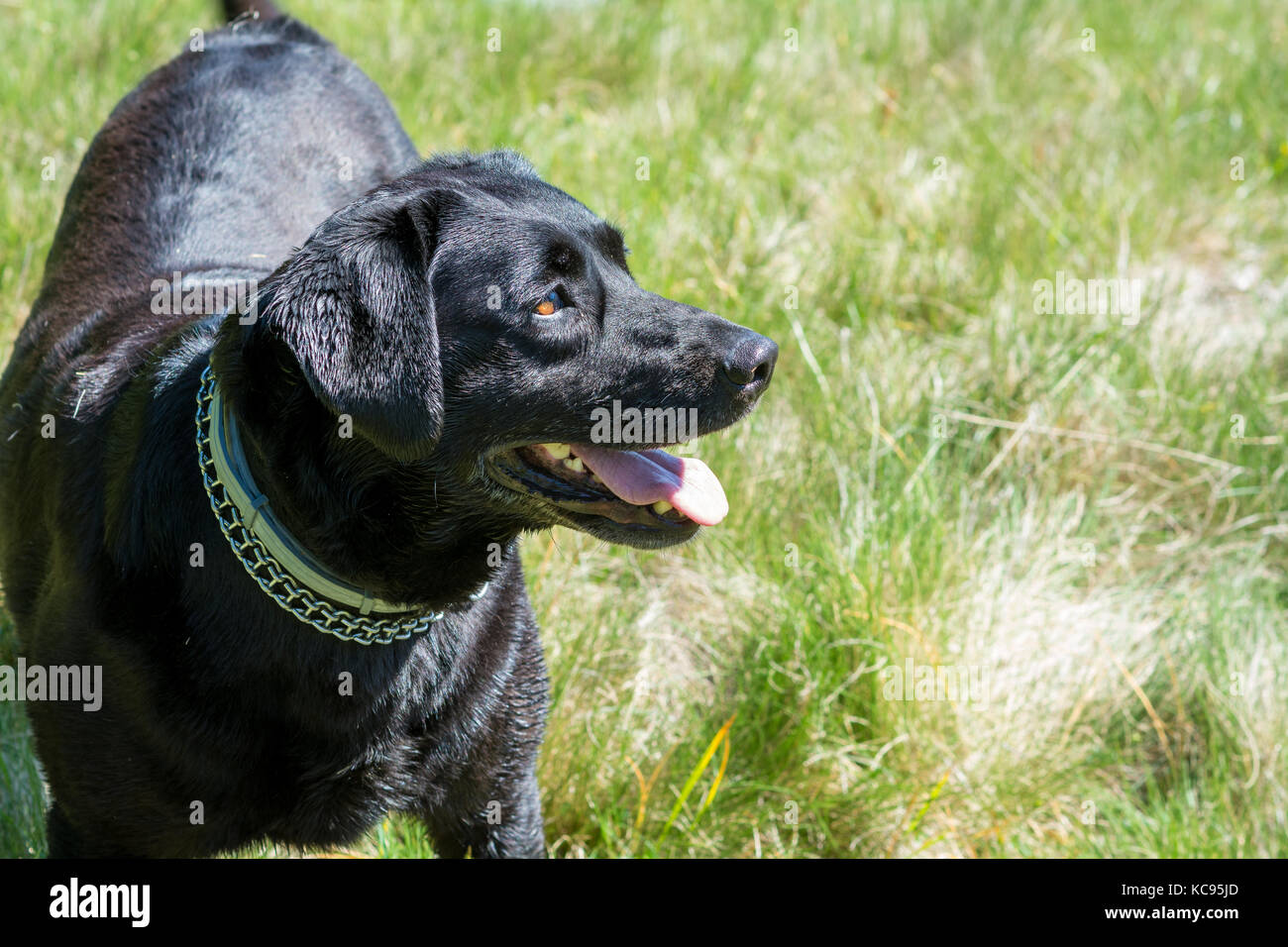Black Labrador retriever dog portrait. Beautiful big dog Stock Photo ...