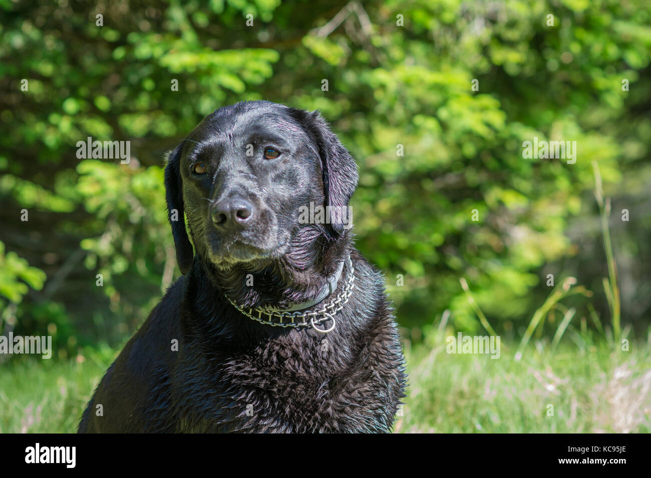 Black labrador retriever playing hi-res stock photography and images ...