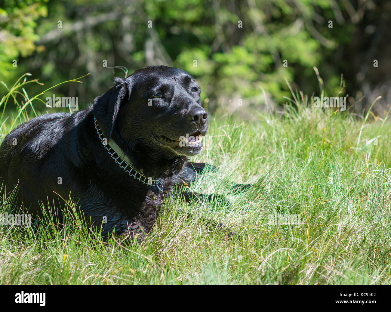 Black Labrador retriever dog portrait. Beautiful big dog Stock Photo ...