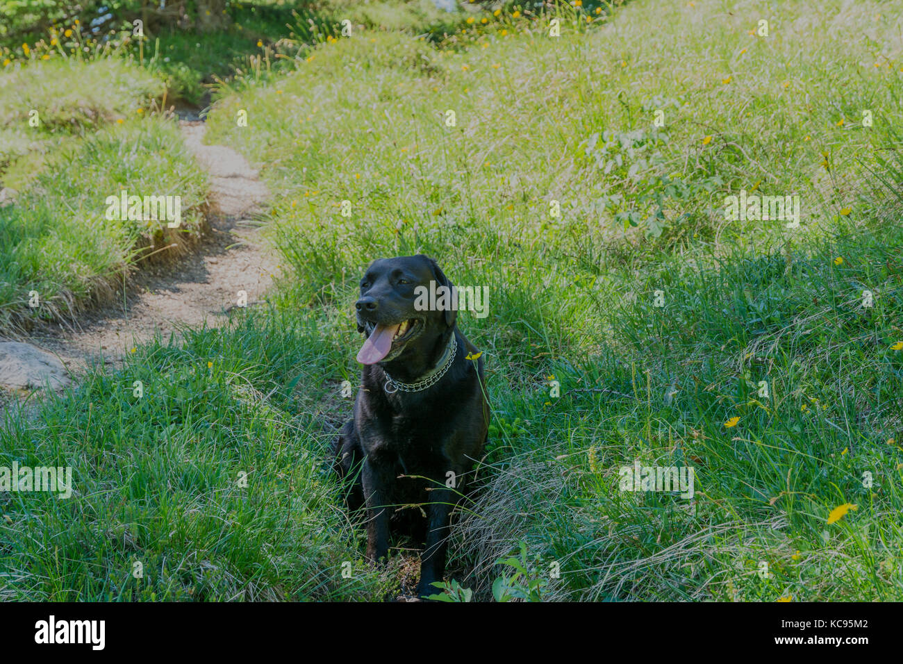 Black labrador retriever in the grass hi-res stock photography and ...