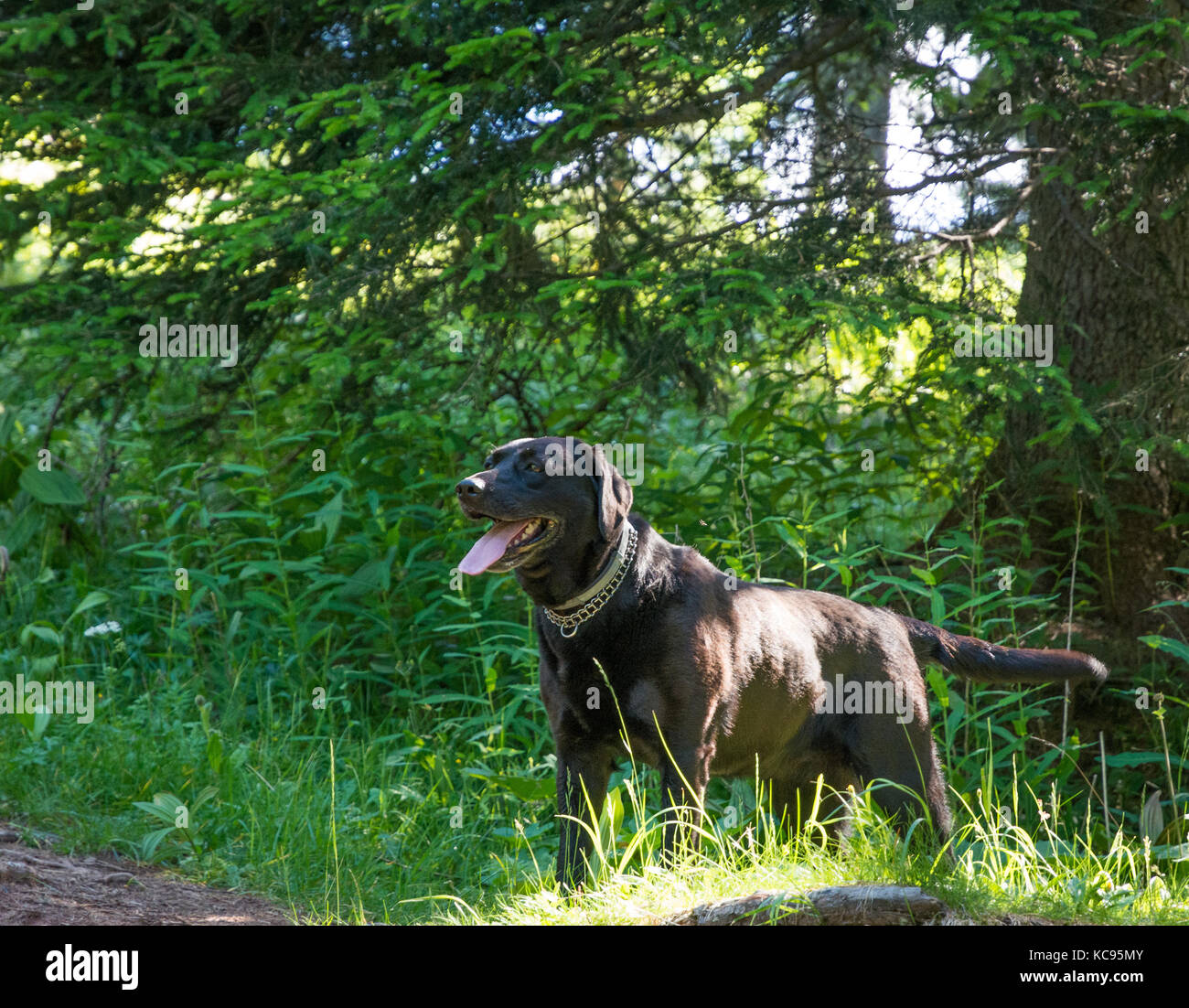 Labrador Retriever Black Dog lay in the mountains. Beautiful big old ...