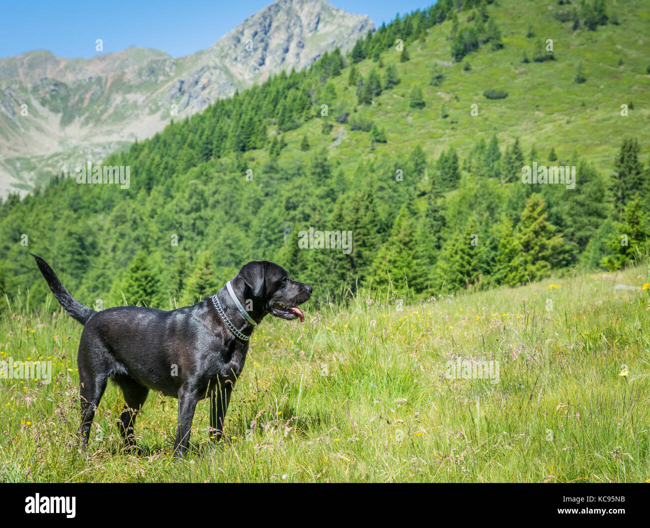 Labrador Retriever Black Dog lay in the mountains. Beautiful big old ...