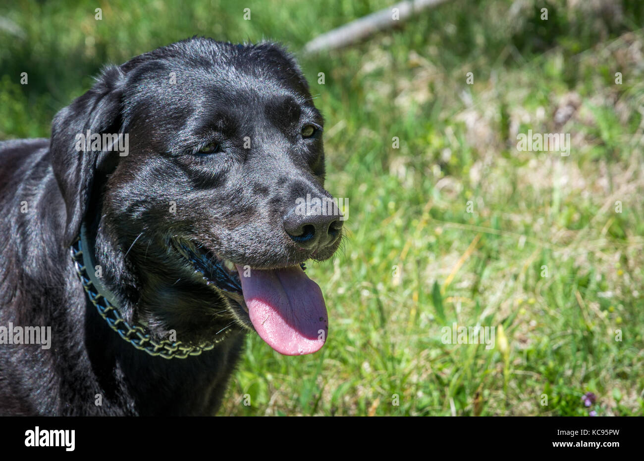 Black Labrador retriever dog portrait. Beautiful big dog Stock Photo ...