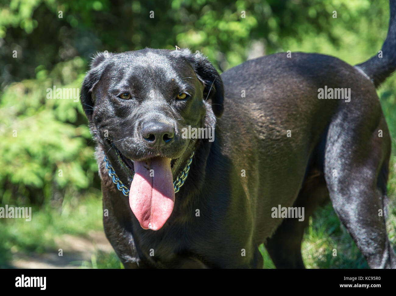 Black Labrador retriever dog portrait. Beautiful big dog Stock Photo ...