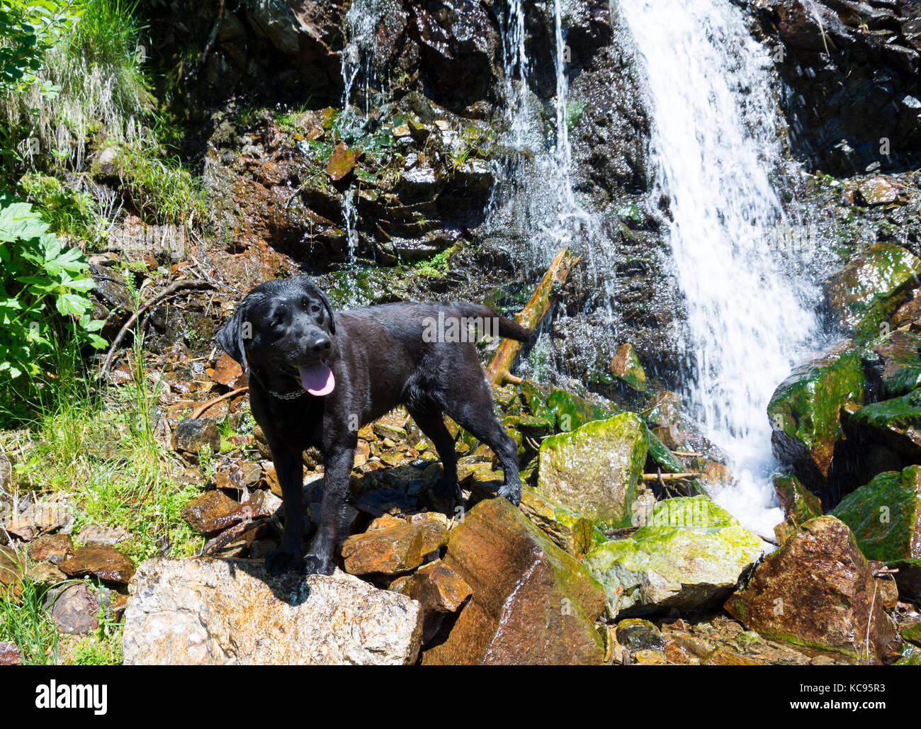 black labrador retriever dog lay near a beautiful waterfall. Beautiful ...