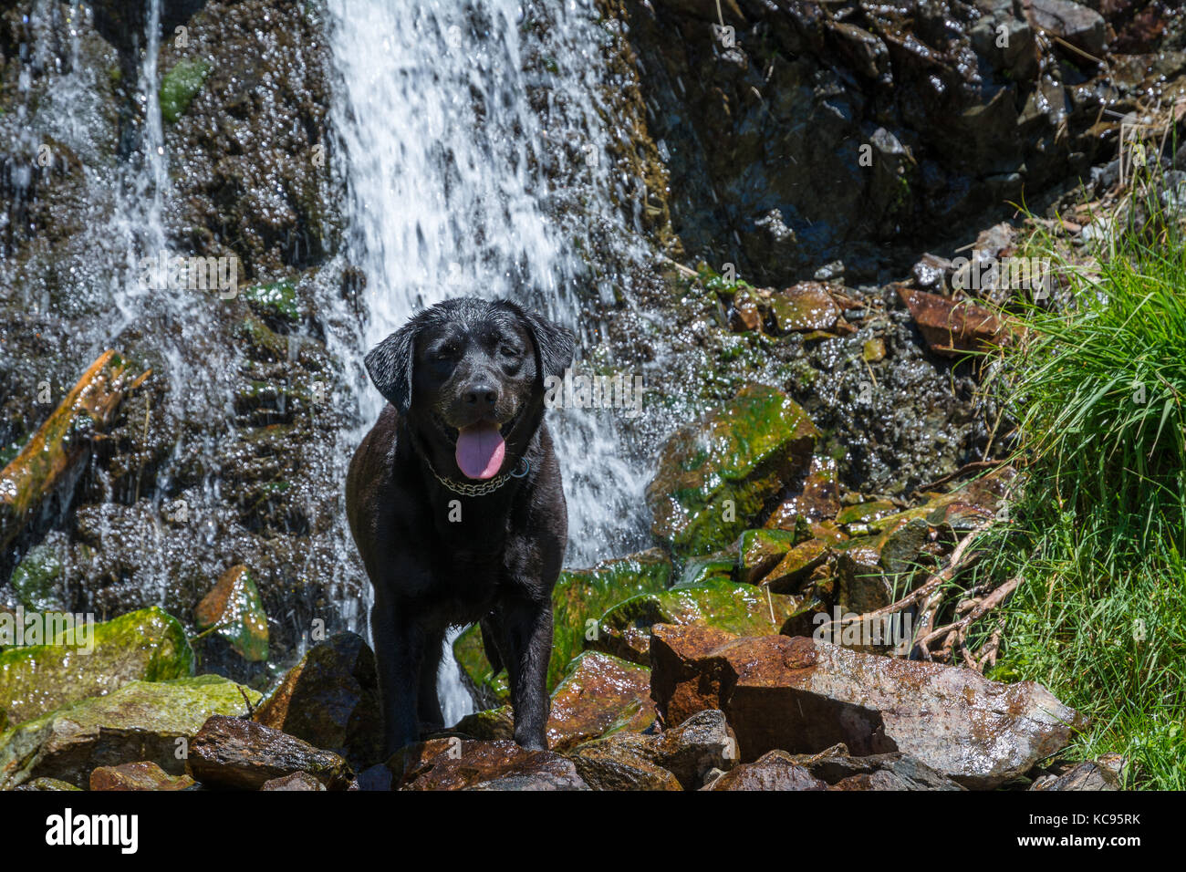 black labrador retriever dog lay near a beautiful waterfall. Beautiful ...