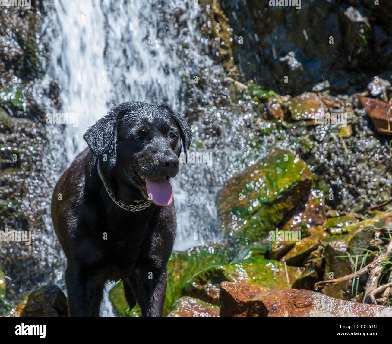 black labrador retriever dog lay near a beautiful waterfall. Beautiful ...