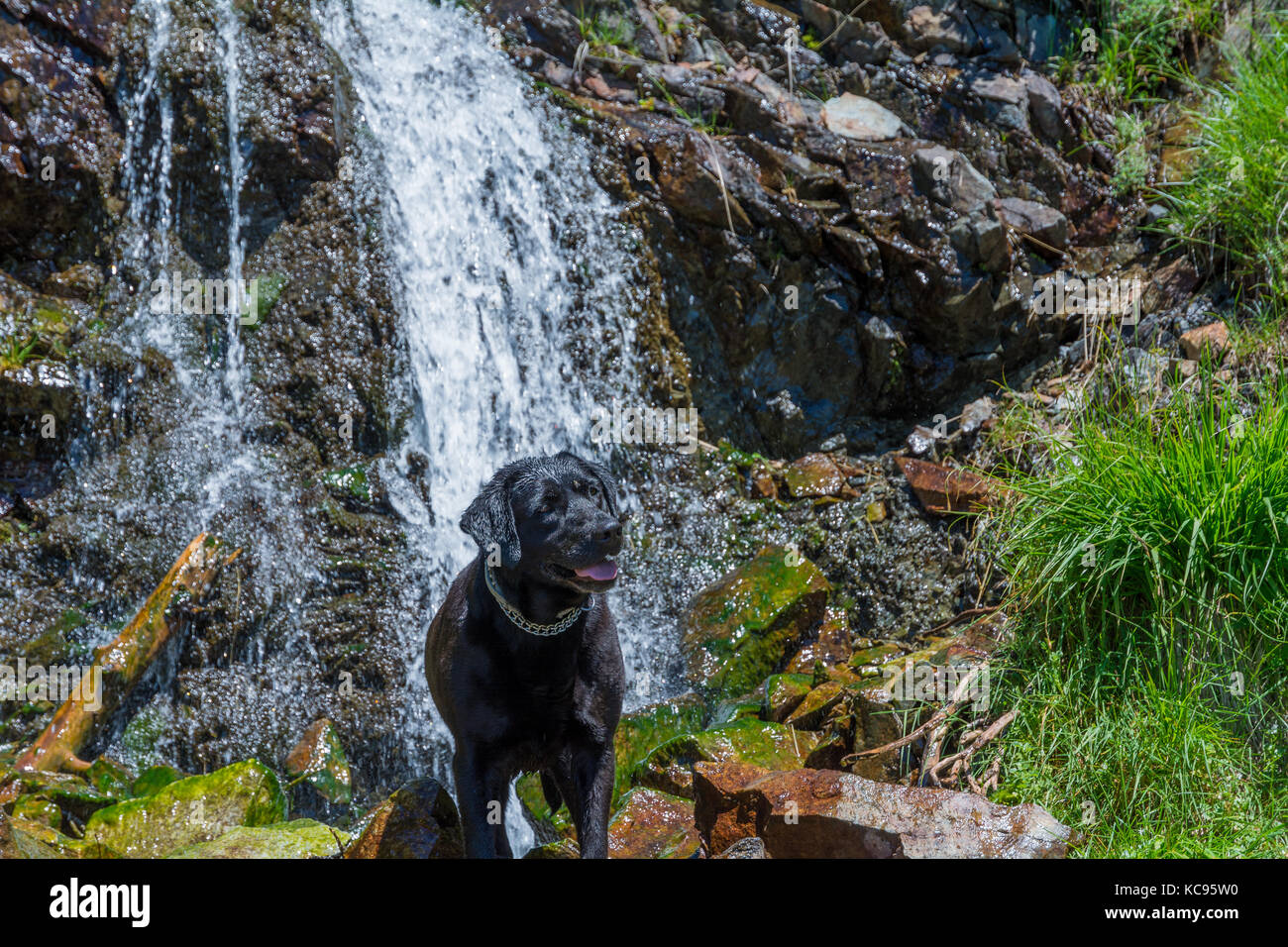 Dog at a waterfall hi-res stock photography and images - Alamy