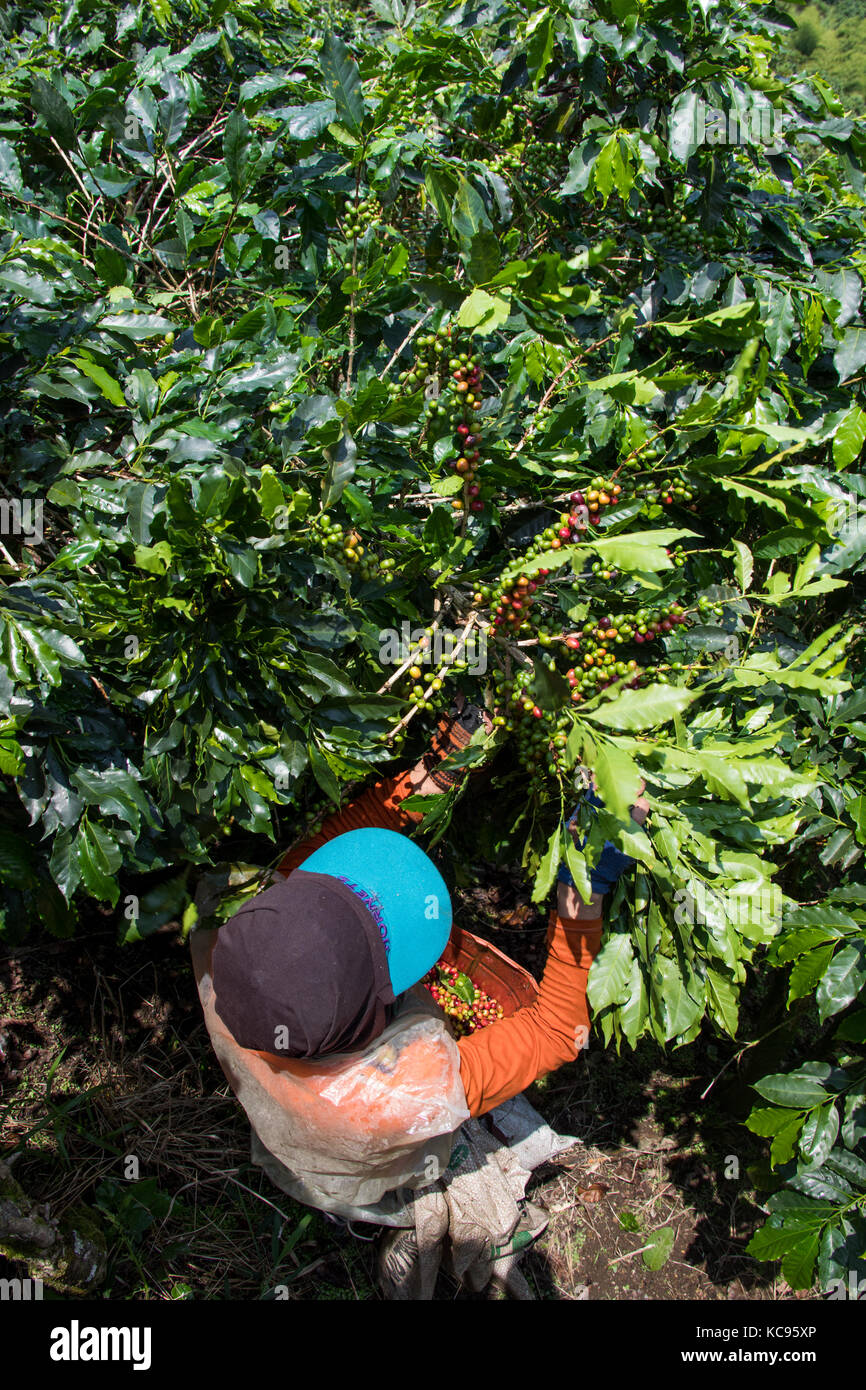 Coffee picker or cafetero at Hacienda Venecia Coffee Farm, Manizales ...