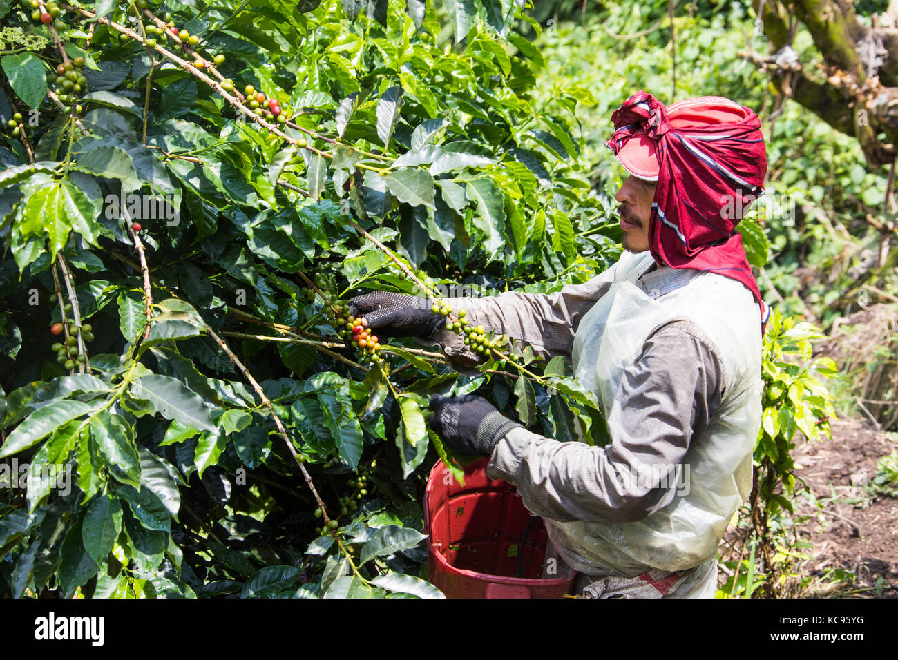Coffee picker or cafetero at Hacienda Venecia Coffee Farm, Manizales ...