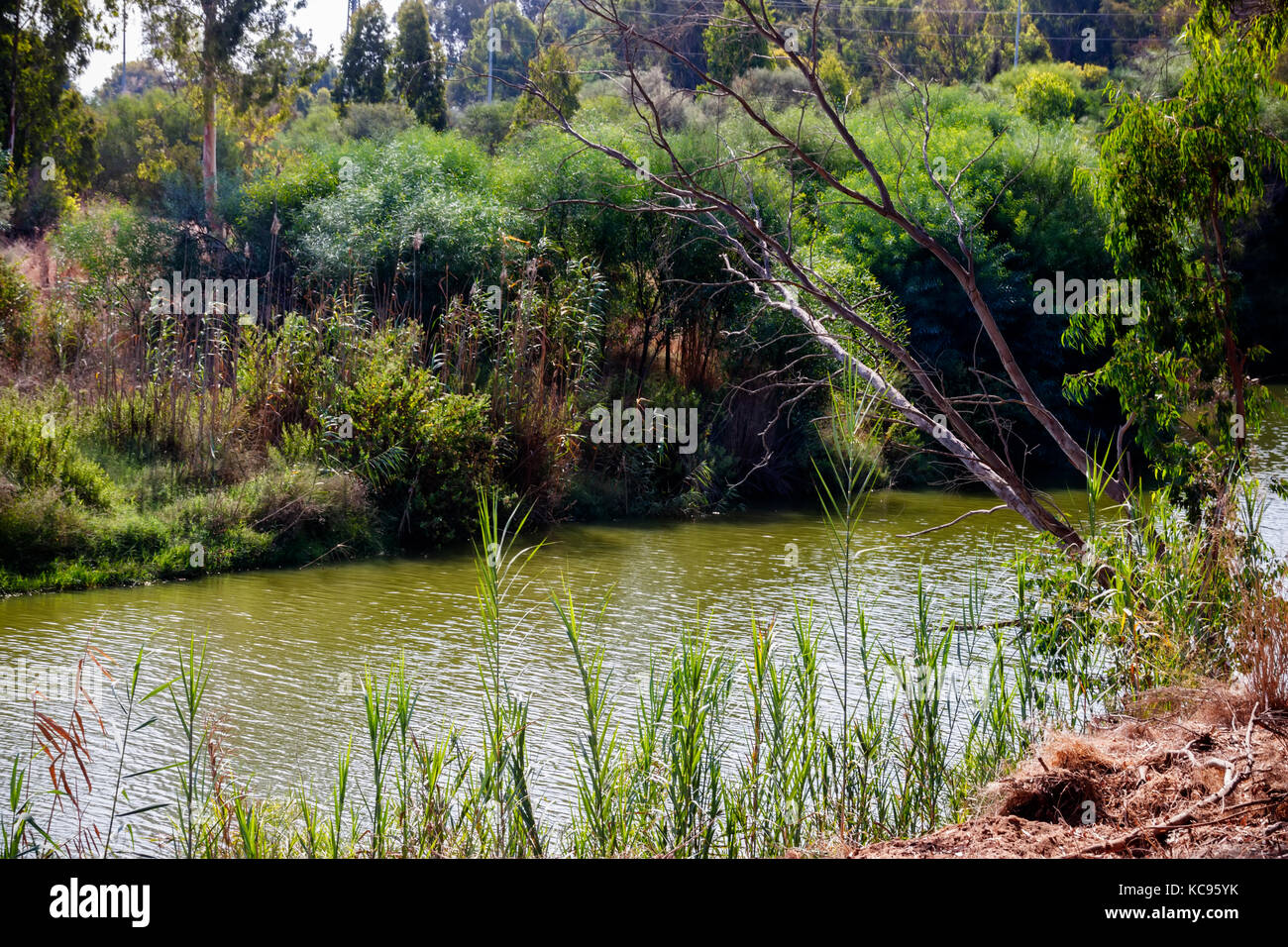The dry tree bent towards the river Stock Photo - Alamy