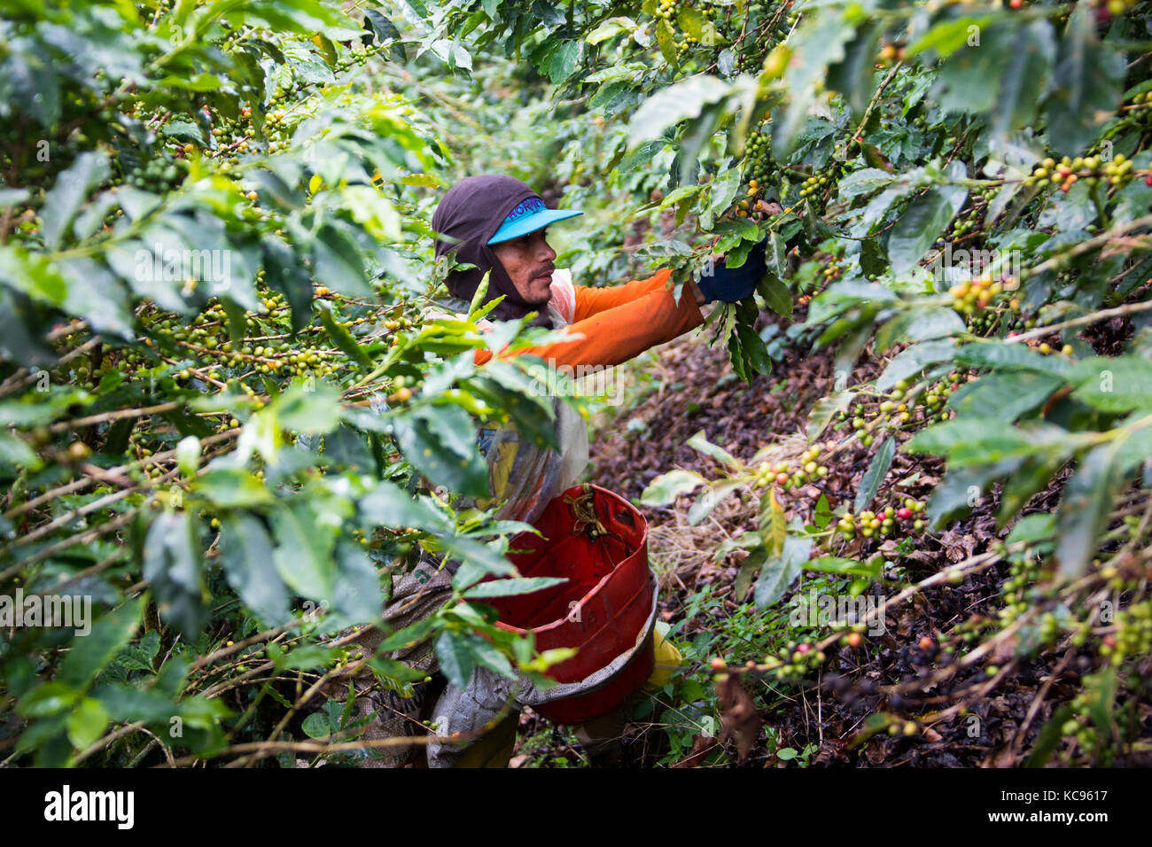 Colombia coffee picker hi-res stock photography and images - Alamy