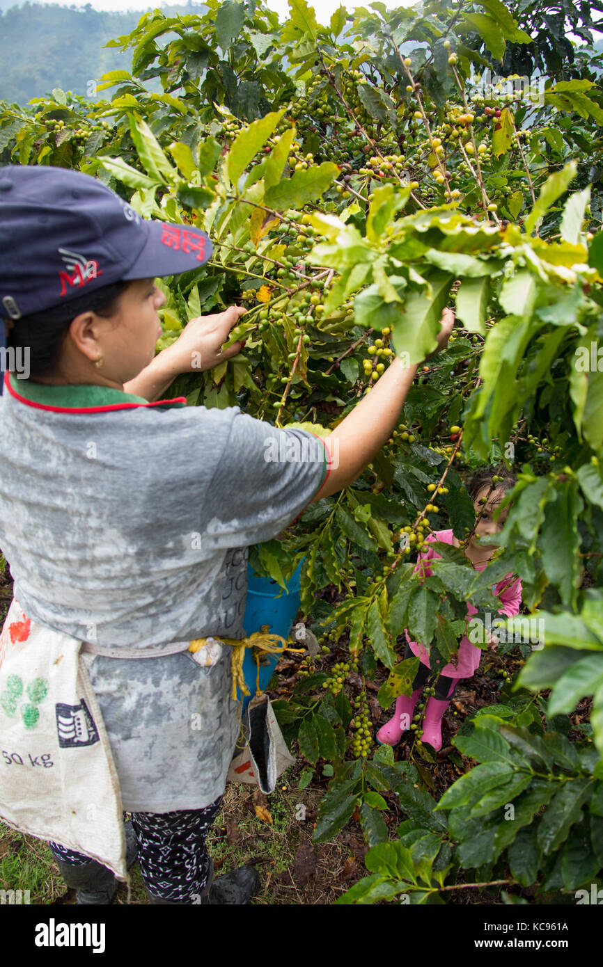 Coffee picker or cafetero at Hacienda Venecia Coffee Farm, Manizales ...