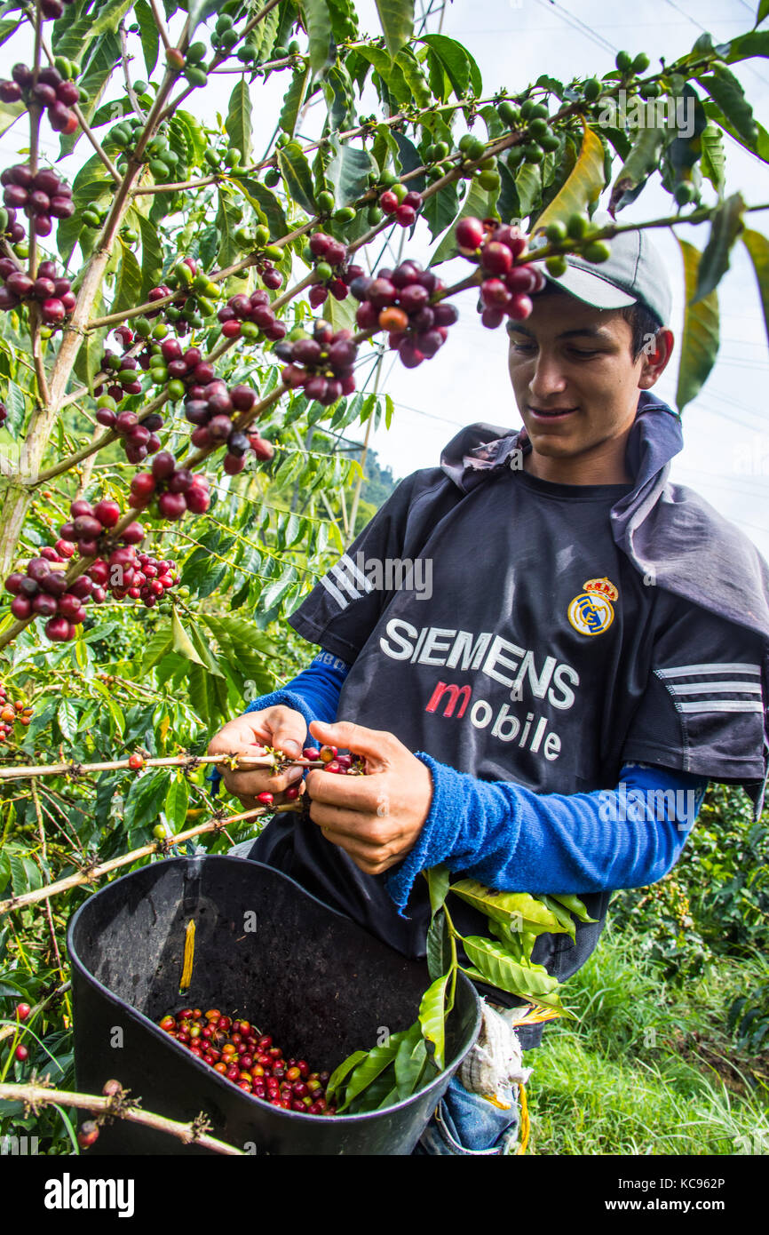 Colombia coffee picker hi-res stock photography and images - Alamy