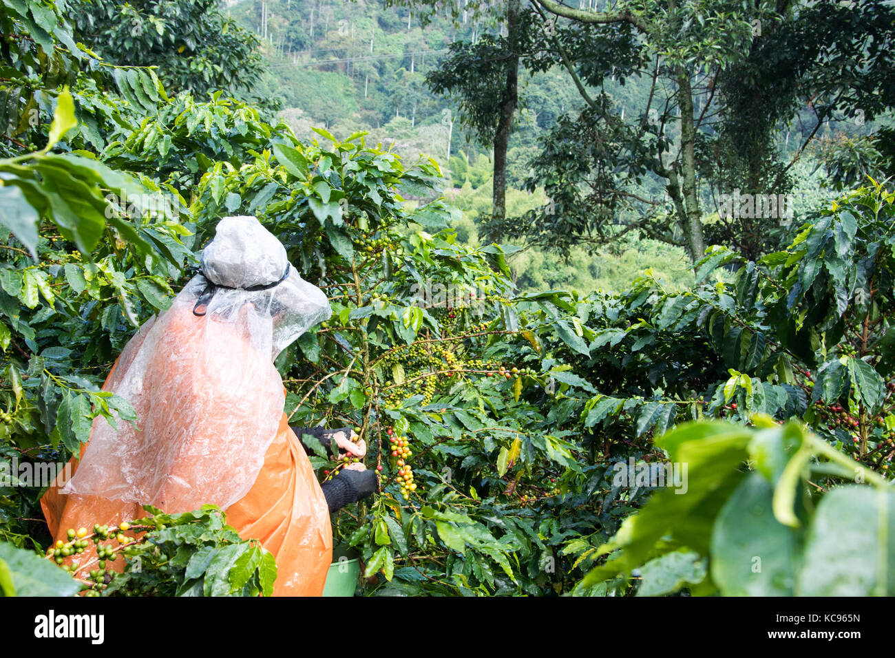 Coffee picker or cafetero at Hacienda Venecia Coffee Farm, Manizales ...
