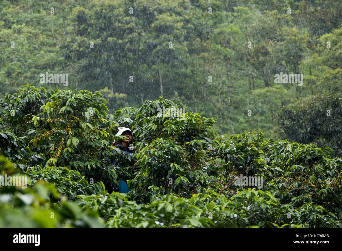 Zona cafetera colombia hi-res stock photography and images - Alamy