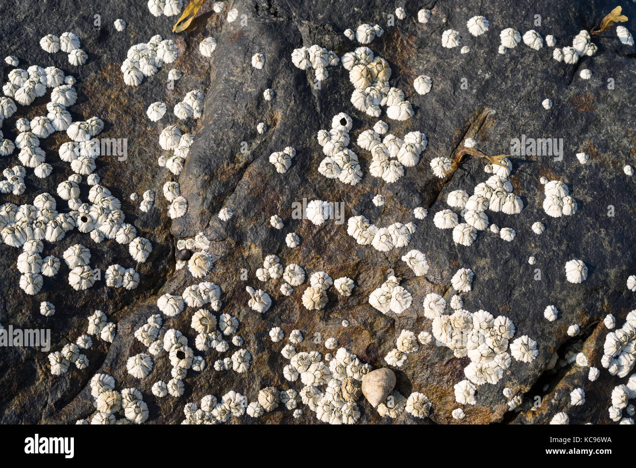 Barnacles growing hi-res stock photography and images - Alamy