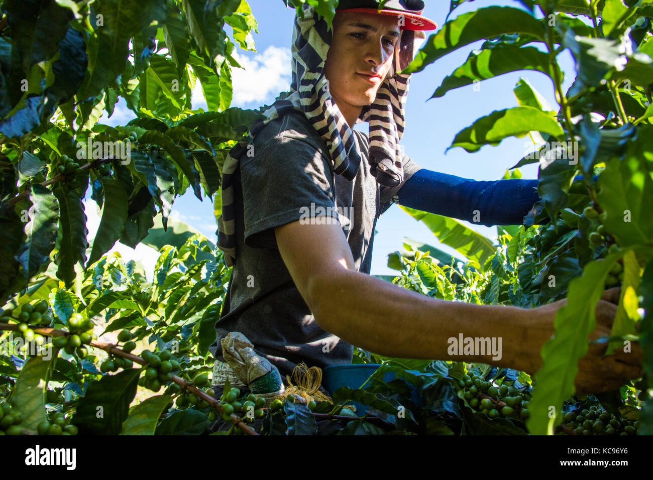Coffee picker or cafetero at Hacienda Venecia Coffee Farm, Manizales ...