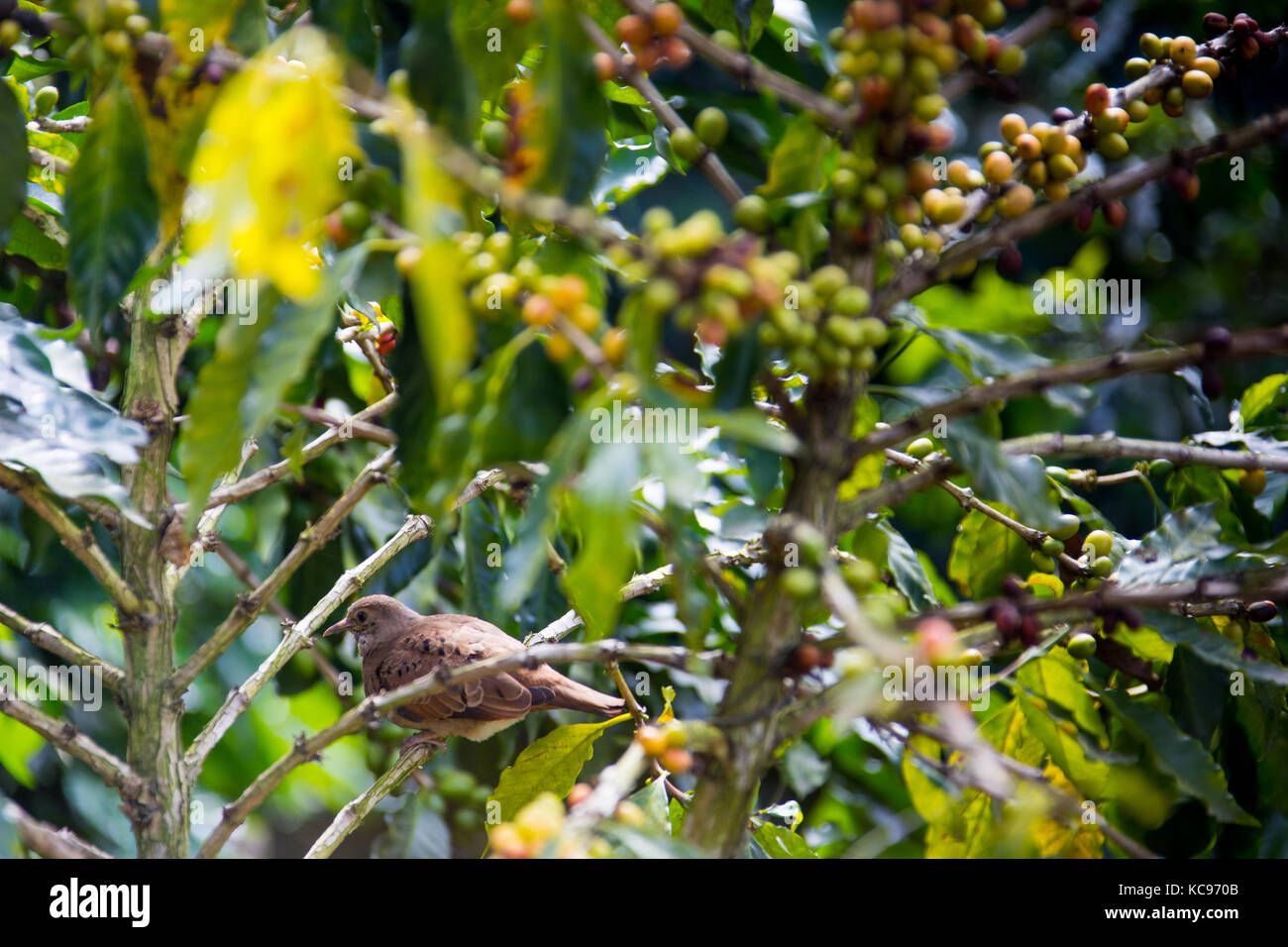 American coffee hi-res stock photography and images - Alamy