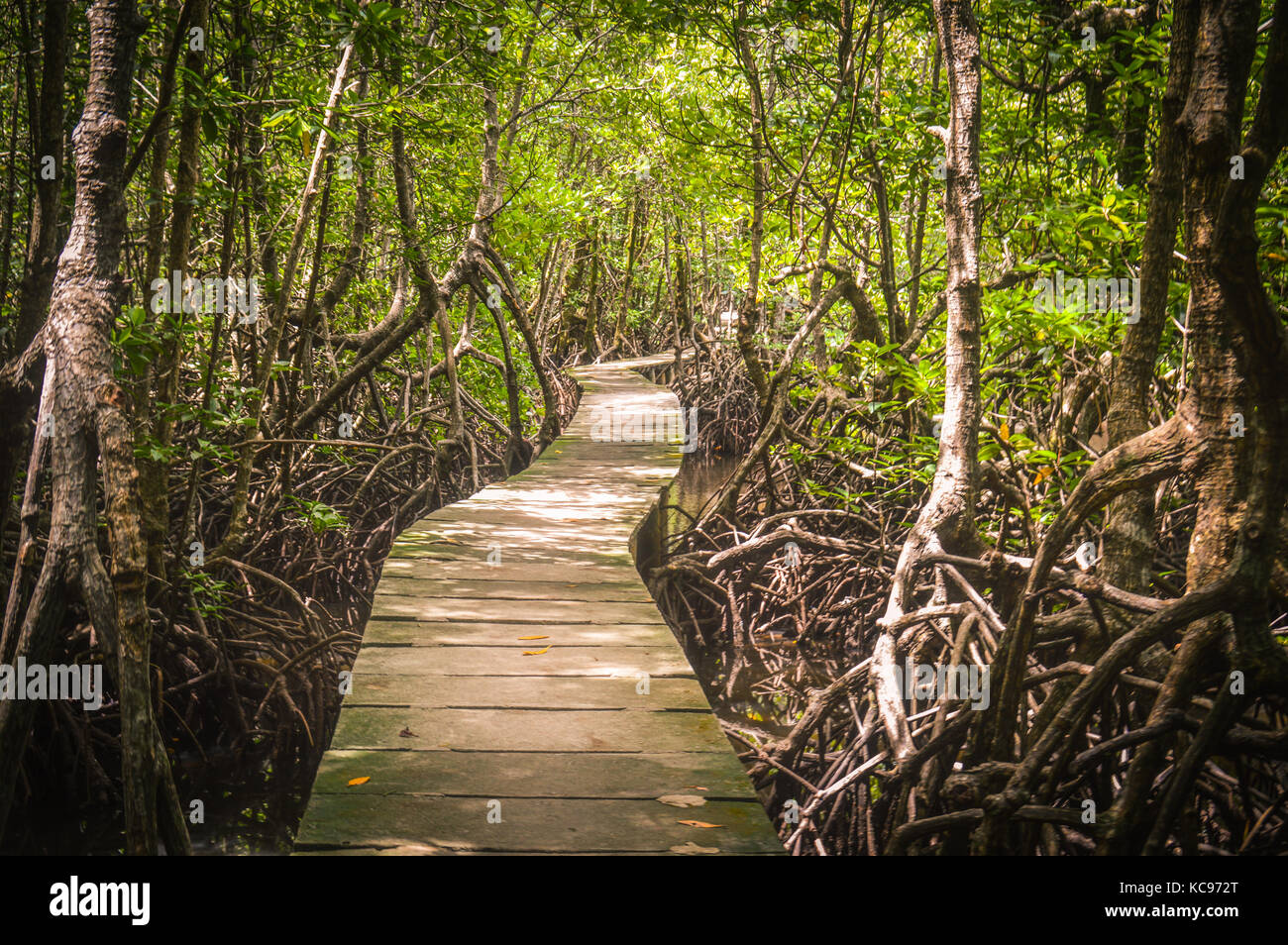 A path leading to the mangrove forest in Trapeang Sankae Mangrove ...