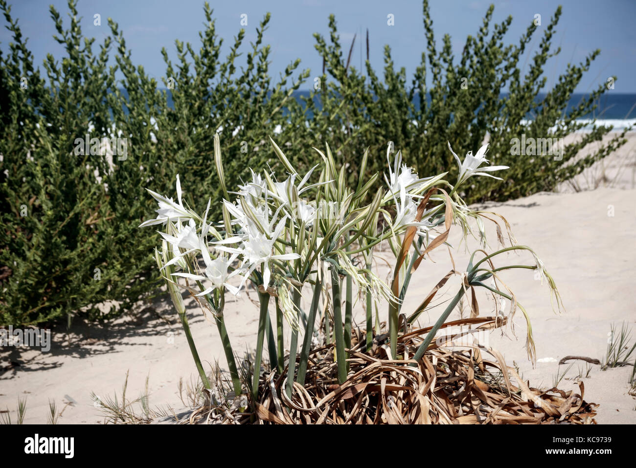 Flowers of sand lily on white sands Stock Photo - Alamy