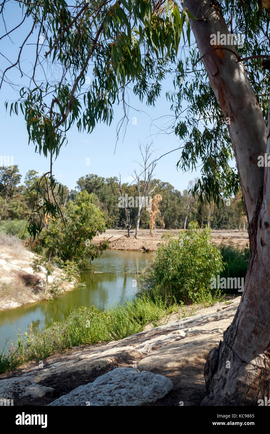 Eucalyptus grove, river, dry trees Stock Photo - Alamy