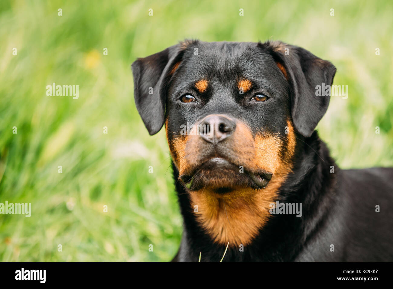 All Black German Rottweiler