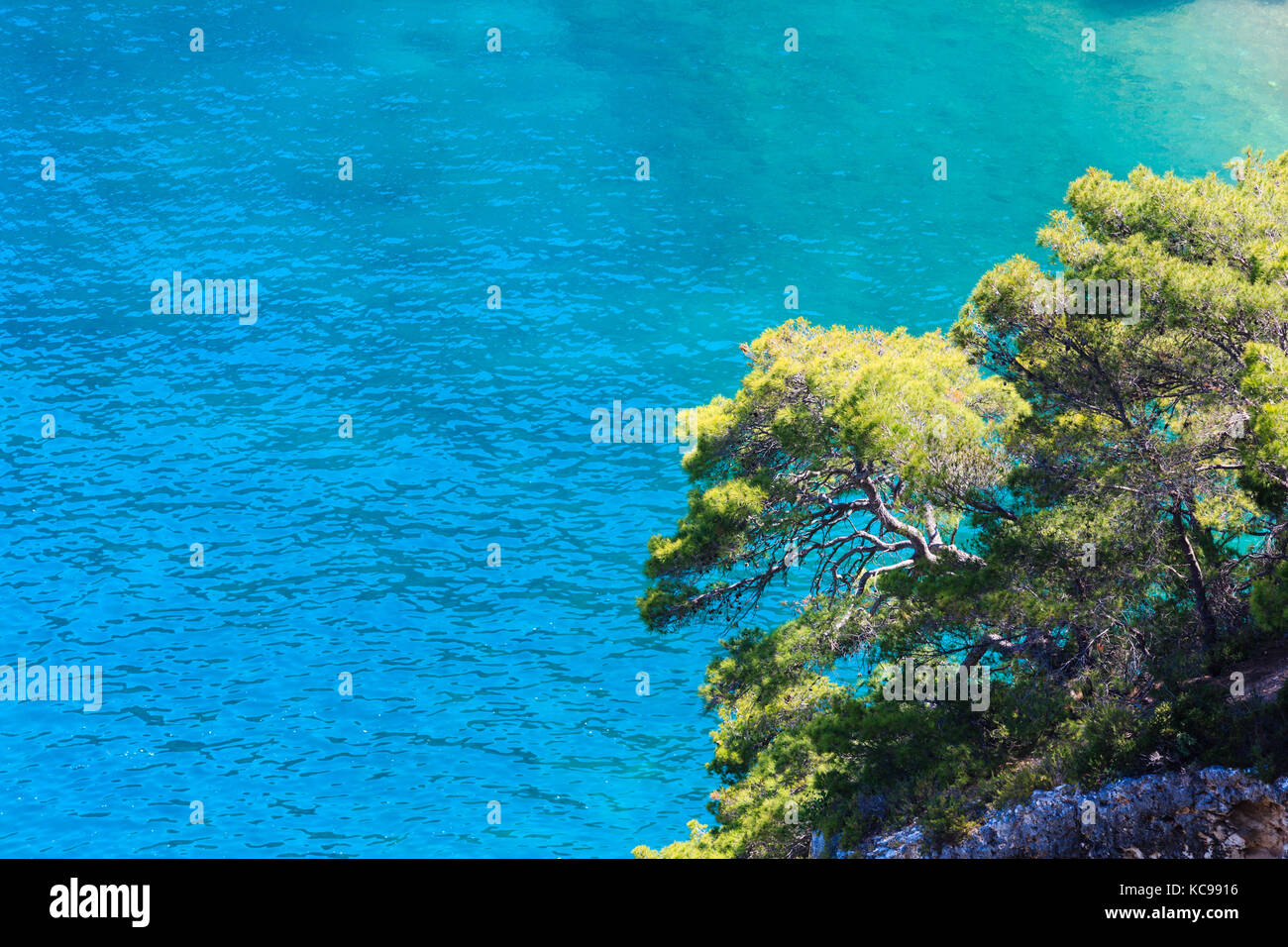 Summer Pine tree on rock above aquamarine sea surface Stock Photo - Alamy