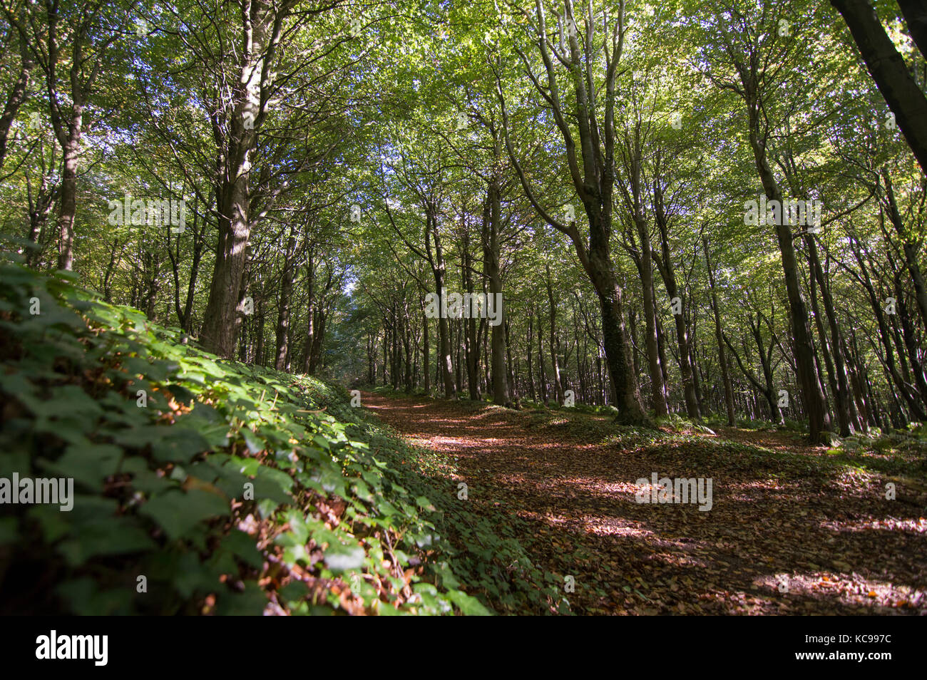 Autumnal woodland walk. Brighstone forest, Isle of Wight, England ...