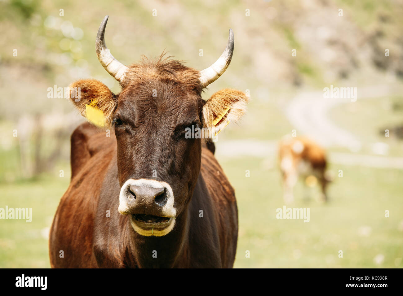 Close Up Of Funny Red Cow In Meadow Or Field With Green Grass. Cow ...