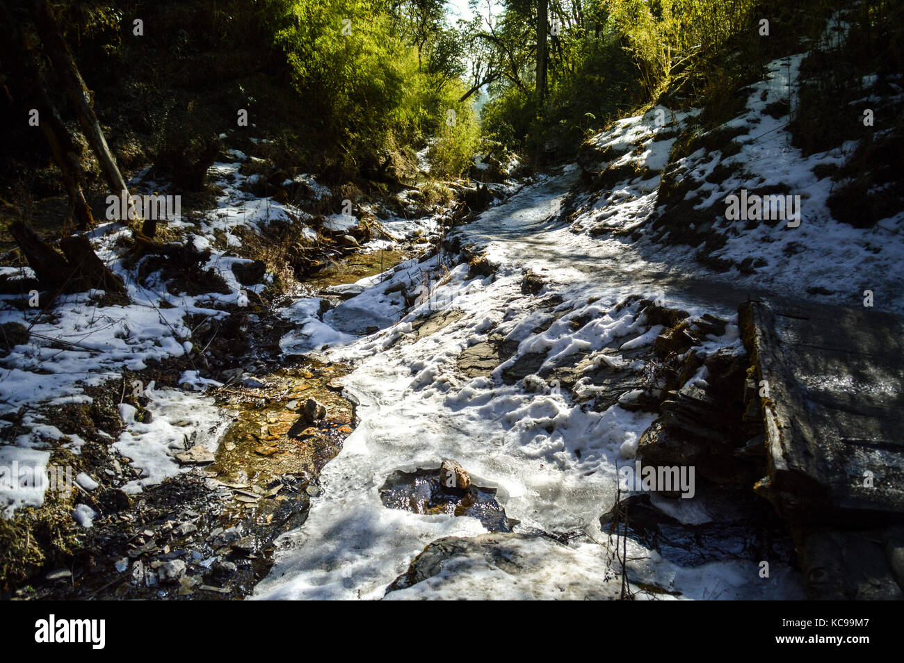 snow on the forest floor Stock Photo - Alamy