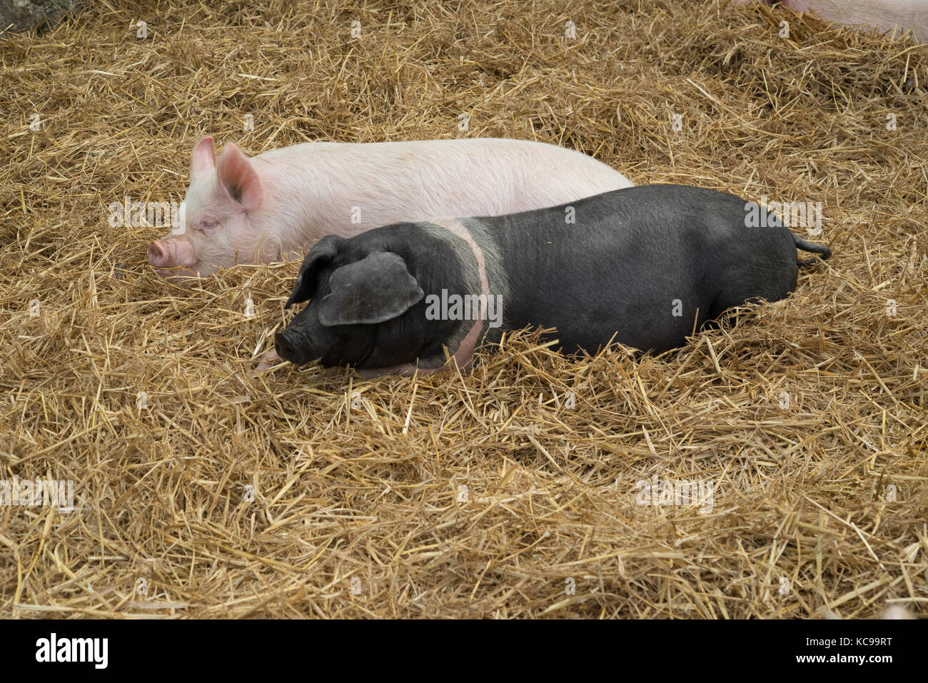 Sleeping saddleback piglets, Northumberland, England Stock Photo - Alamy