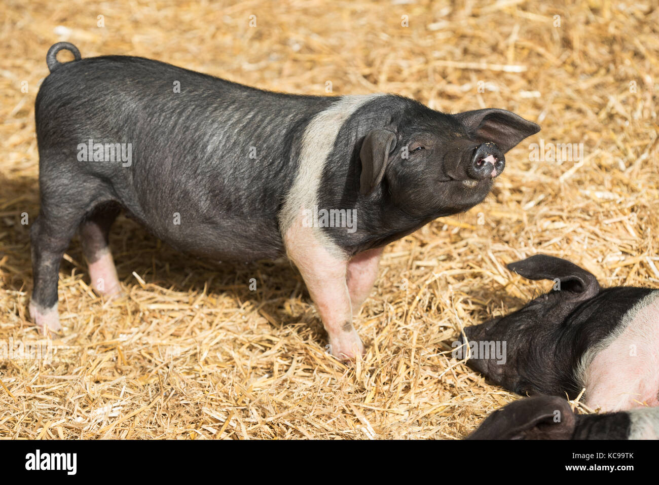 Saddleback piglets, Northumberland, England Stock Photo - Alamy