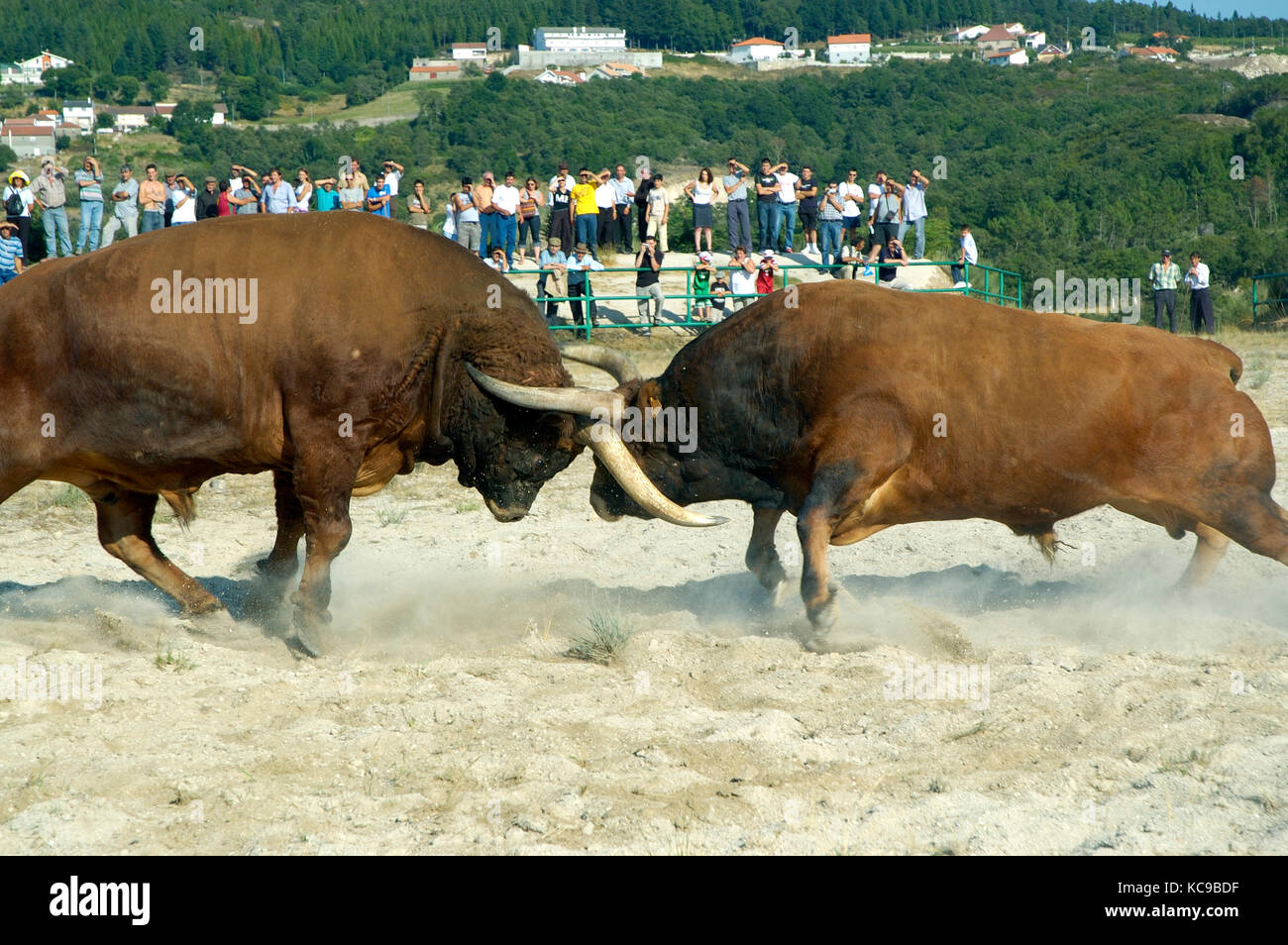 Traditional and primitive bullfight contest (chega de bois) in ...