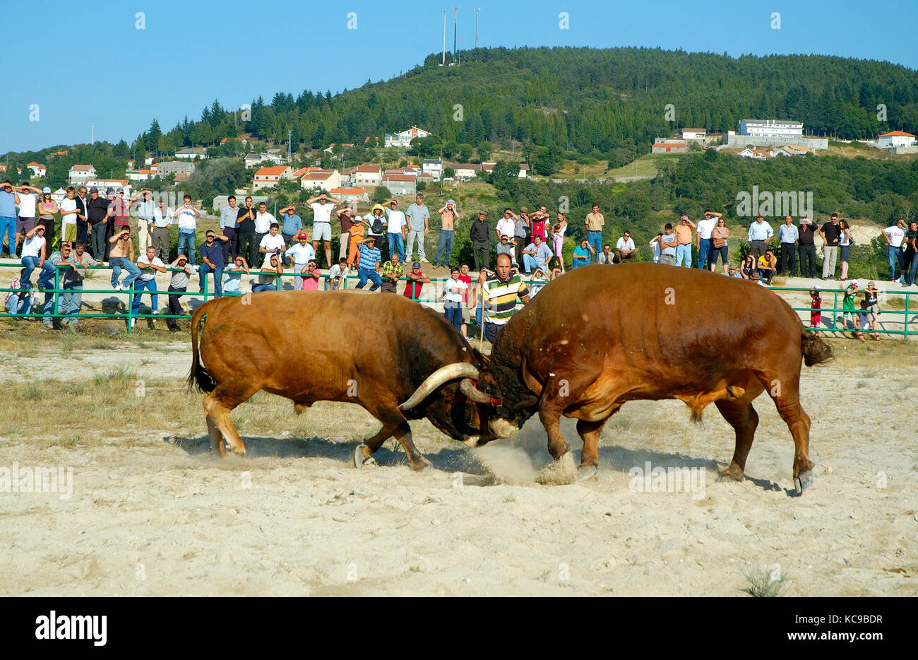 Traditional and primitive bullfight contest (chega de bois) in ...