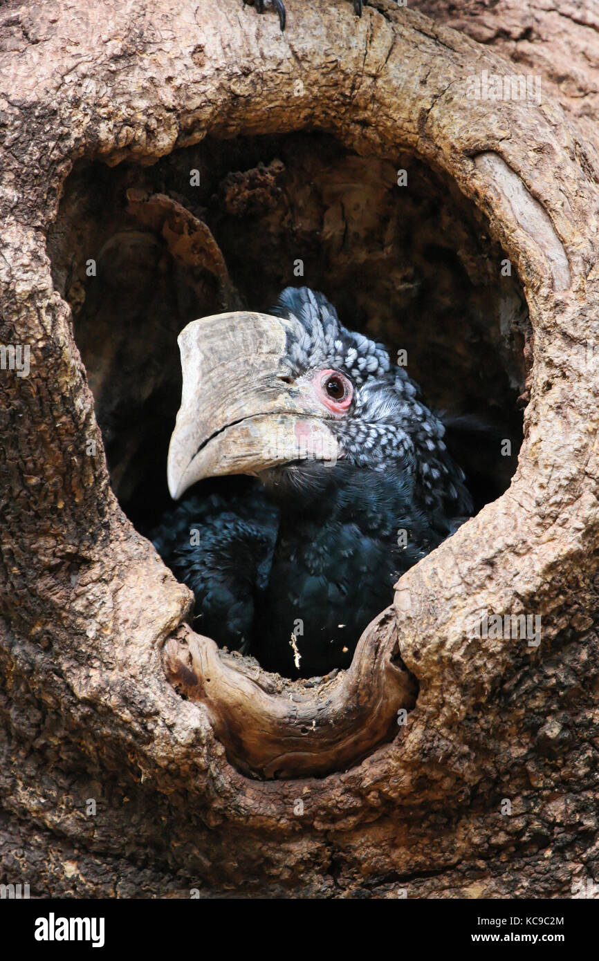 Hornbill nest hi-res stock photography and images - Alamy