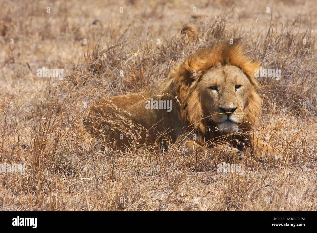 Lion in Ngorongoro Crater Stock Photo - Alamy