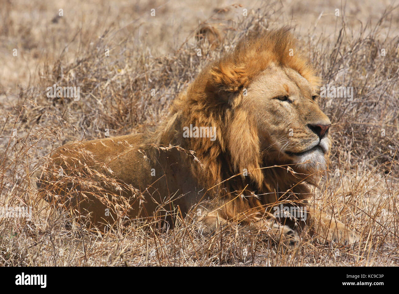 Lion in Ngorongoro Crater Stock Photo - Alamy