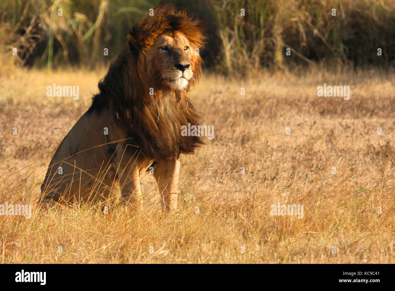 Old lion in sunset of Ngorongoro Stock Photo - Alamy
