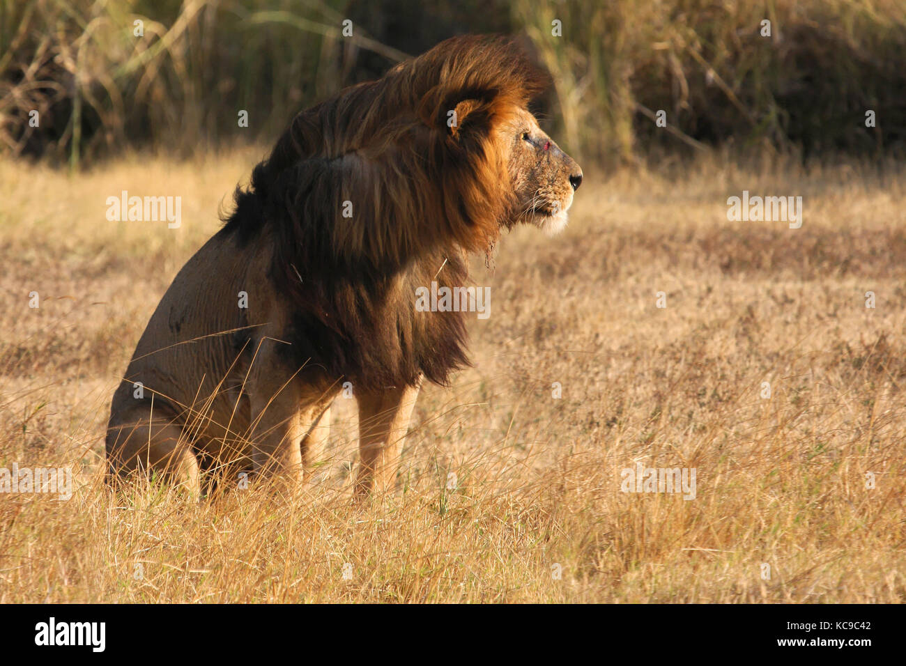 Old lion of Ngorongoro Stock Photo - Alamy