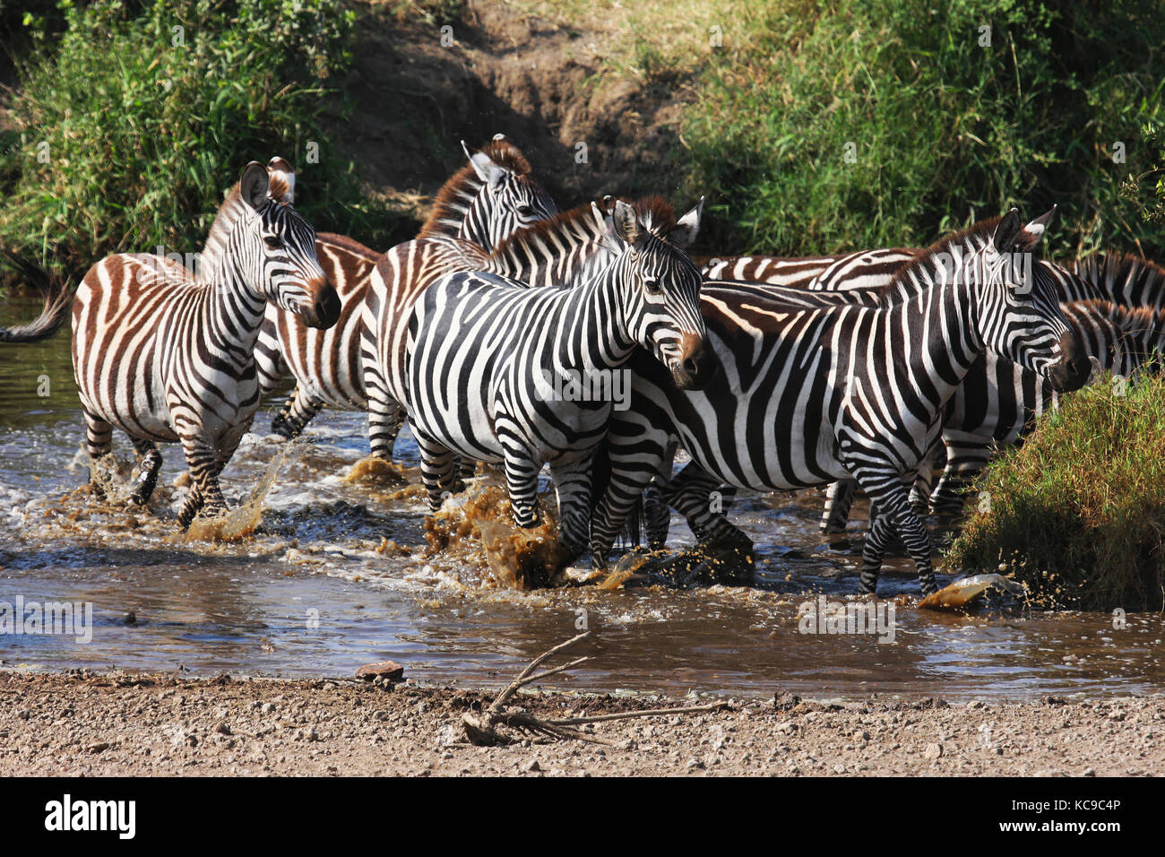 Afraid zebras crossing the river Stock Photo - Alamy