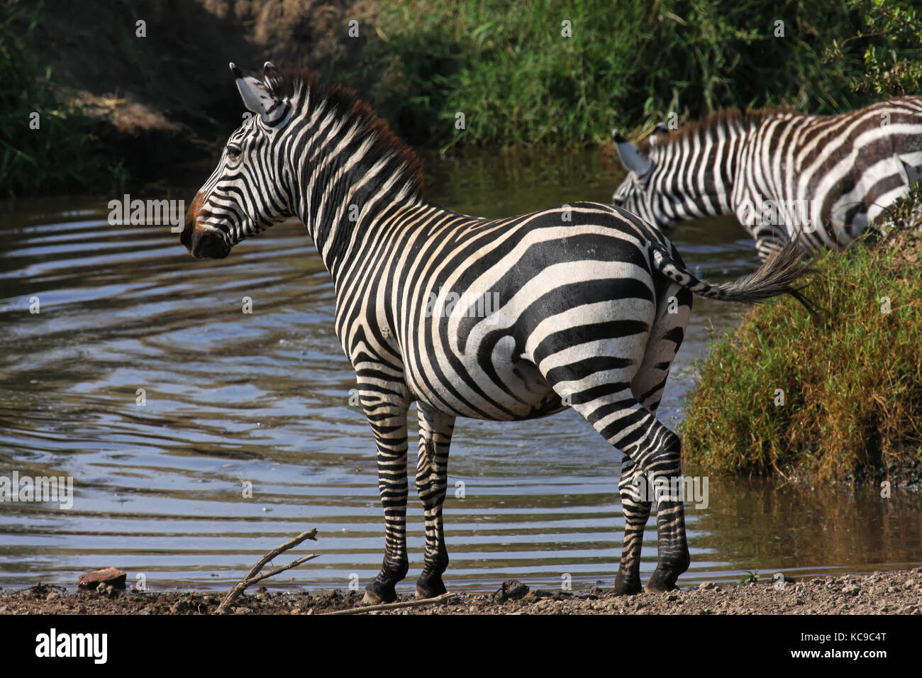 Zebra looking for predators around the river Stock Photo - Alamy