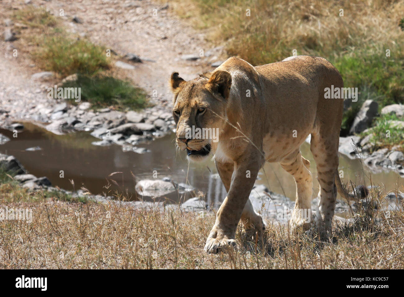 Hunting lioness hi-res stock photography and images - Alamy