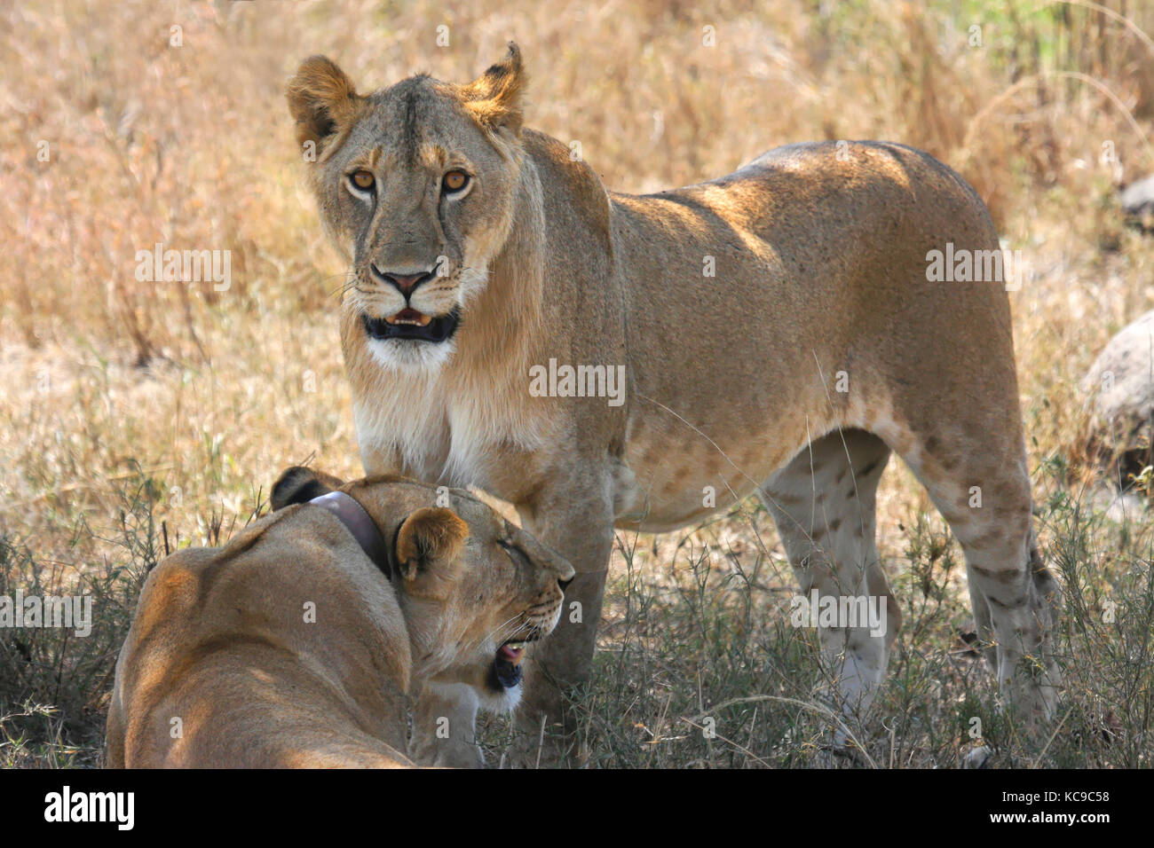 Two lioness hi-res stock photography and images - Alamy